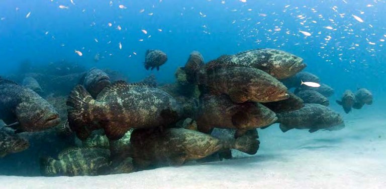 DEMA supports science-based Goliath Grouper protection | Grouper Luna