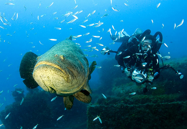 SCUBA divers want Goliath Groupers protected | Grouper Luna