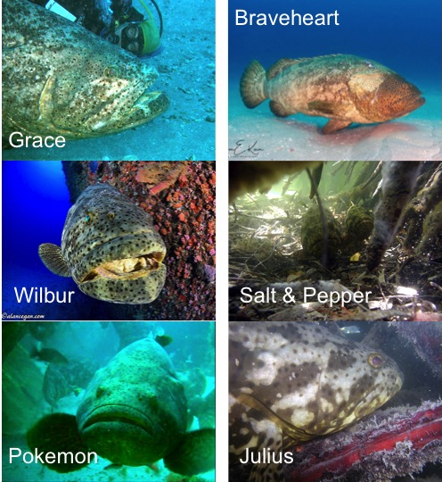World Record Goliath Grouper Catching MONSTER Goliath Grouper Offshore